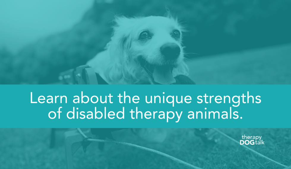 Celebrating Disabled Therapy Animals and Their Impact | Sherrie Rohde